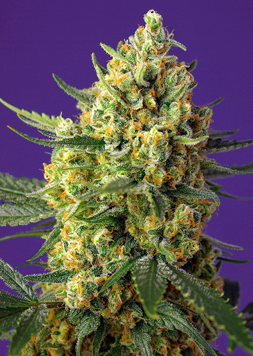 Crystal Candy XL / AUTOFEM 3er / Sweet Seeds - DrGreen.at | Hanf ...