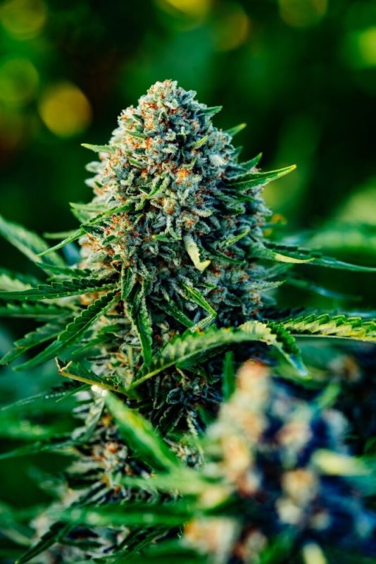 Gummibears / AUTOFEM / Atlas Seed - DrGreen.at | Hanf-Stecklinge & Grow ...