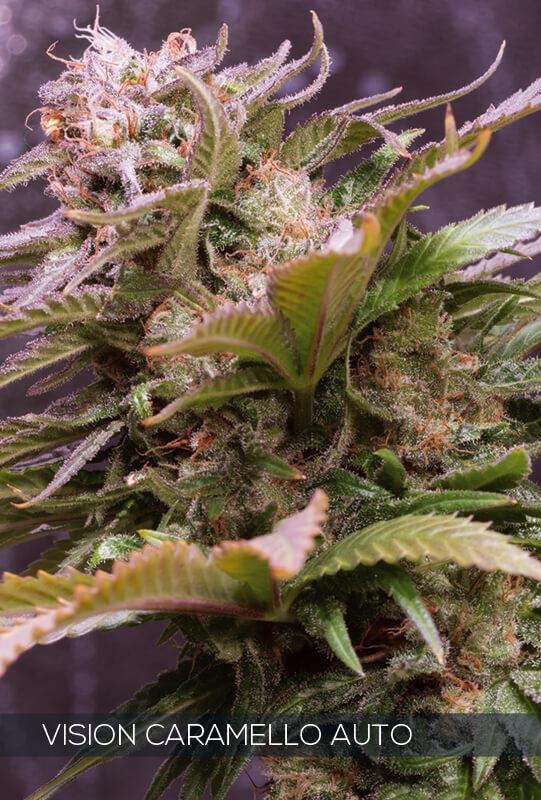 Vision Caramello / AUTOFEM / Vision Seeds - DrGreen.at | Hanf ...