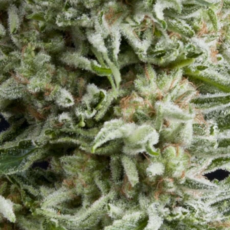 Amnesia Gold / AUTOFEM 5er / Pyramid Seeds - DrGreen.at | Hanf ...
